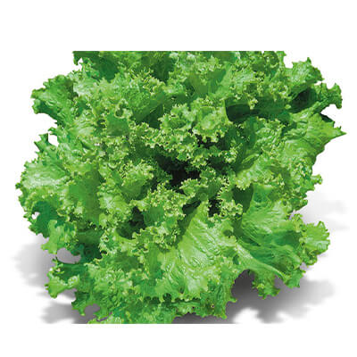 Alface - Horticeres Sementes