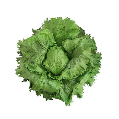 Alface - Horticeres Sementes