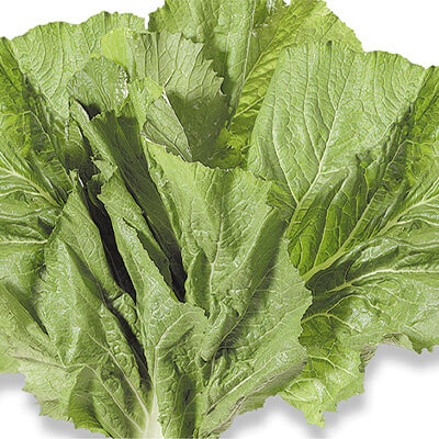 Mostarda - Horticeres Sementes