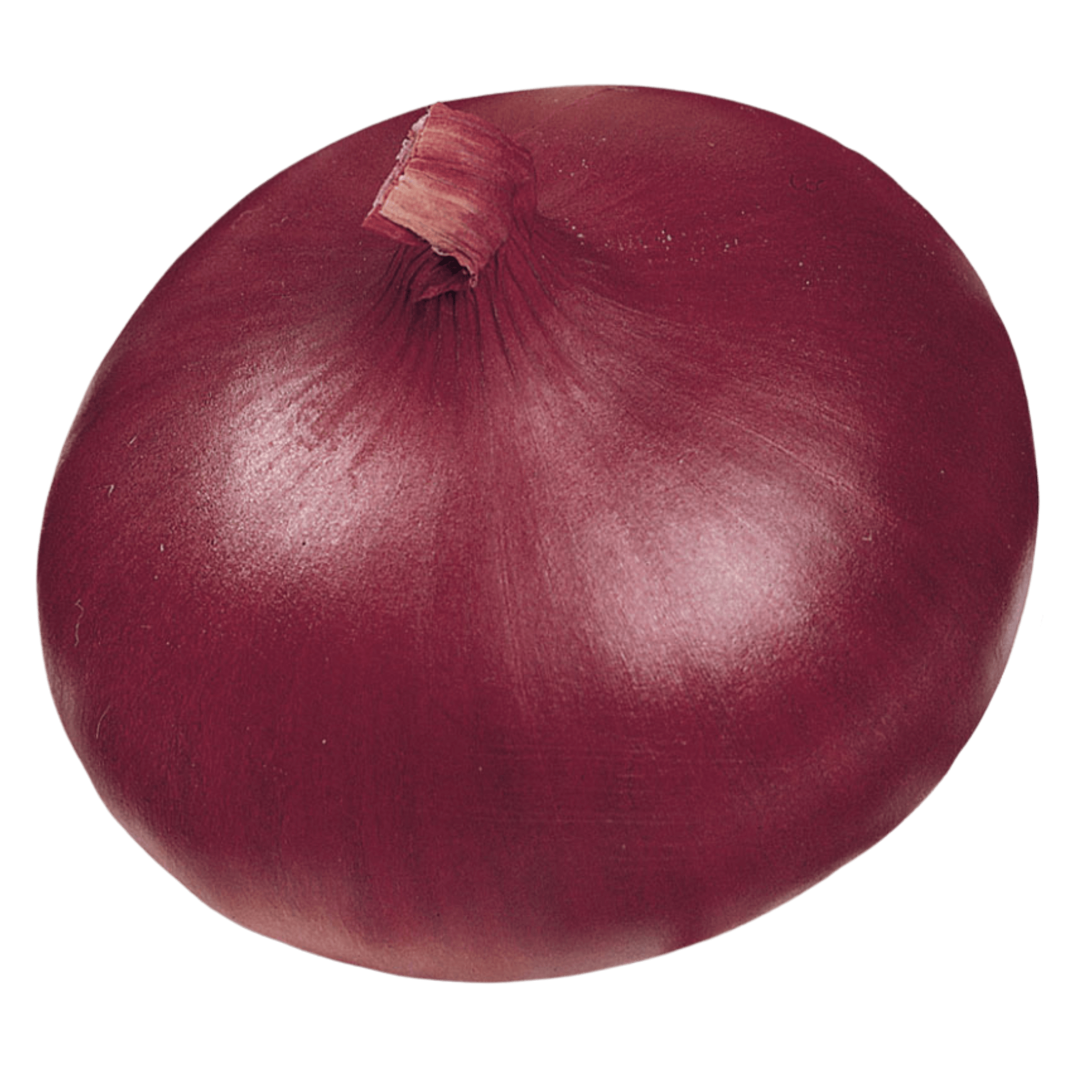 Cebola - Horticeres Sementes